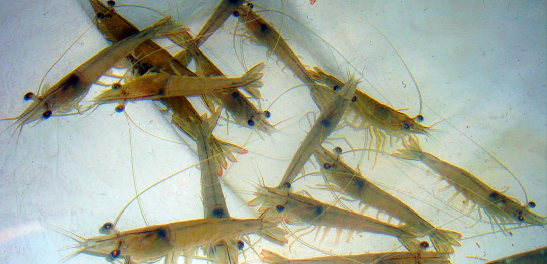 THE FIRST SAUDI PILOT PROJECT FOR SHRIMP PRODUCTION IN INLAND WATERS ...